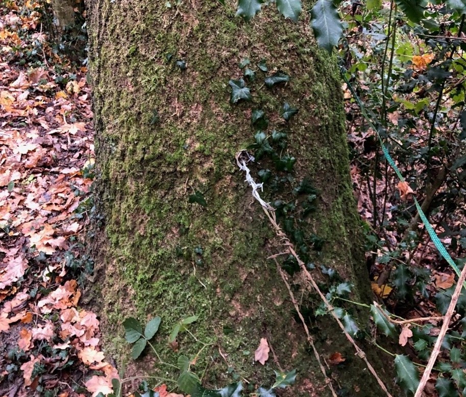 What I learnt from the barbed wire tree – by Lucy Horitz – Grace + Truth